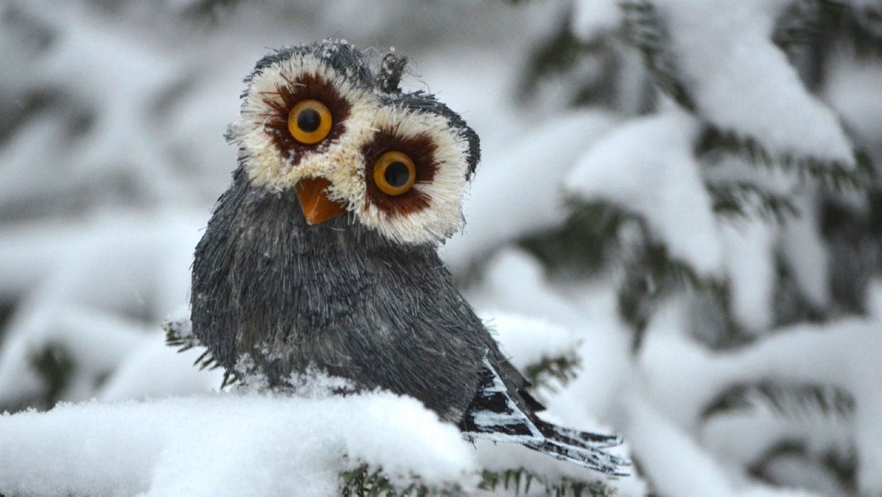 Прогноз погоди на тиждень з 23 по 29 січня в Хмельницькій області - vsim.ua