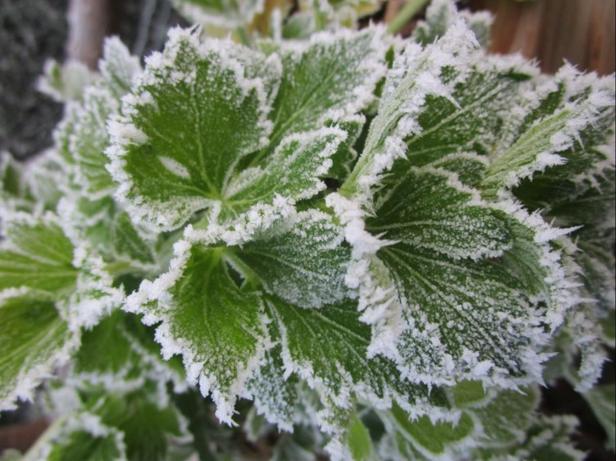 Прогноз погоди на Хмельниччині: синоптики оголосили про заморозки на 2 доби - vsim.ua