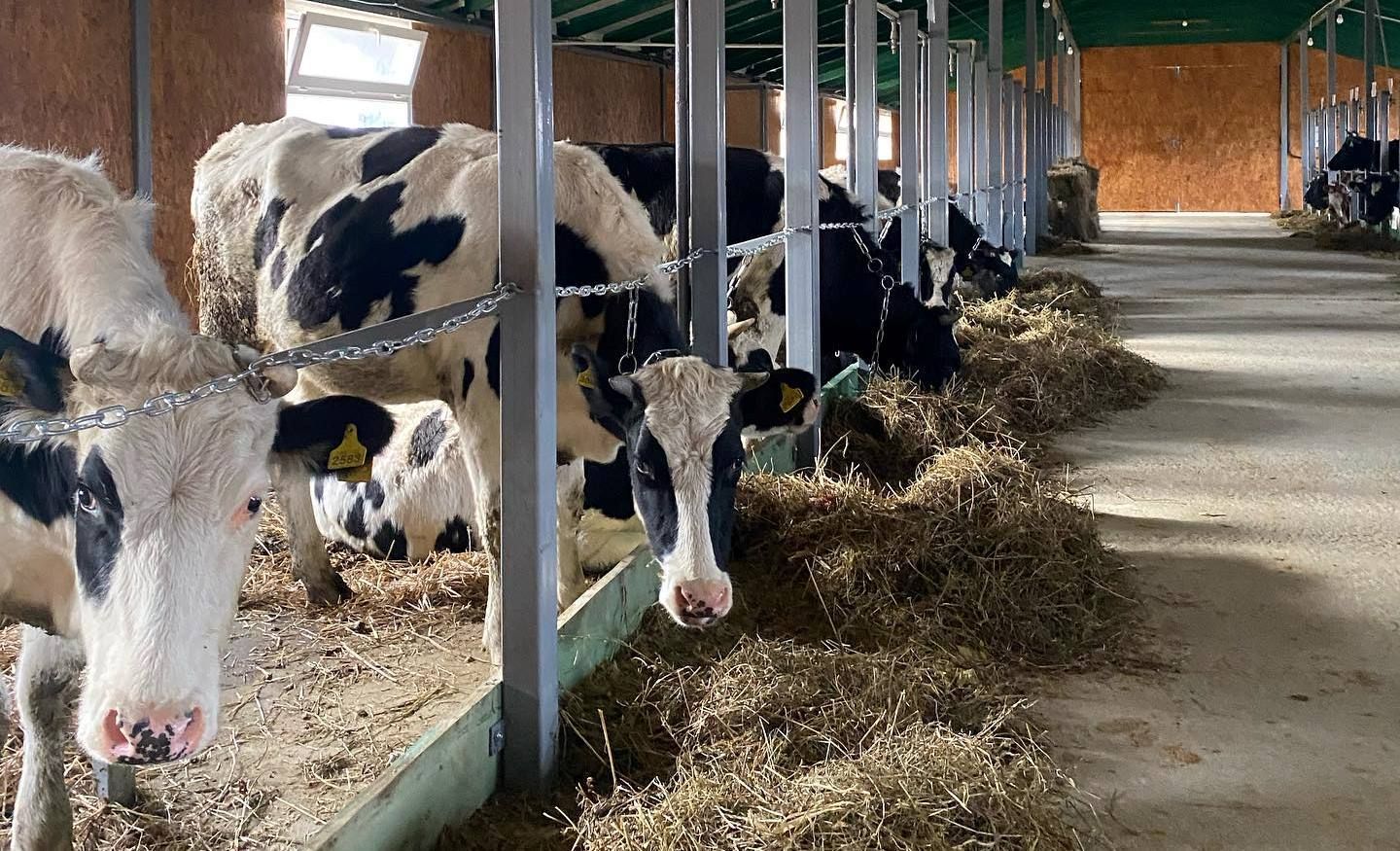 Фірма Лабазюка збудує ферму за 500 мільйонів - vsim.ua