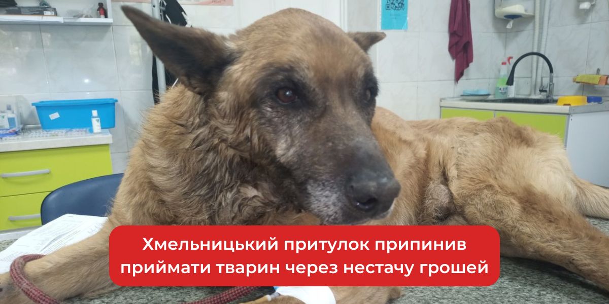 Хмельницький притулок припинив приймати тварин через нестачу грошей - vsim.ua