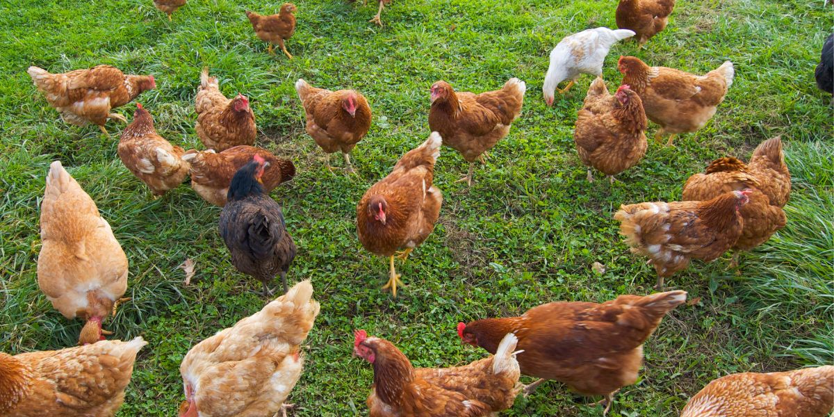 На Хмельниччині судилися через розведення курника під багатоповерхівкою - vsim.ua