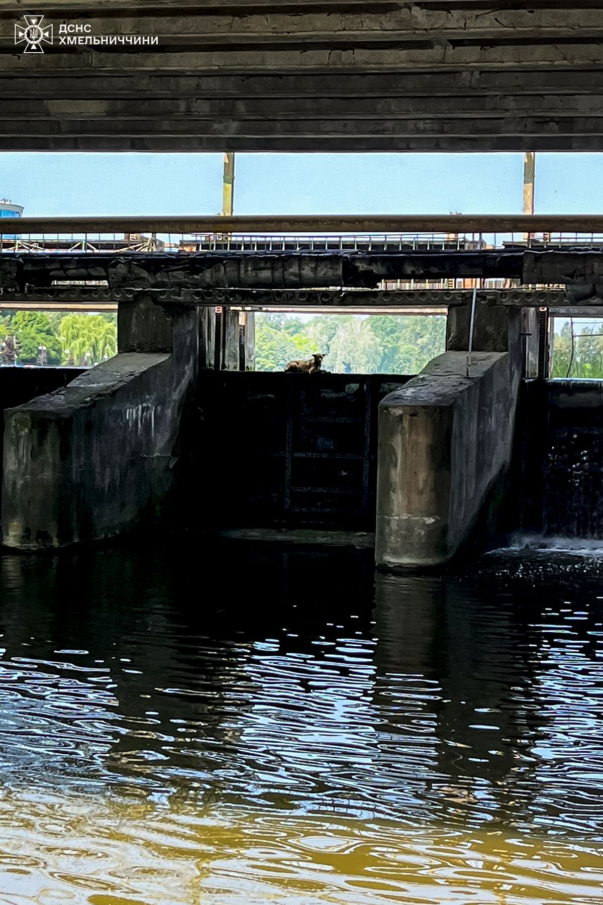 Надзвичайники врятували собаку, який застряг під мостом на Бандери - vsim.ua