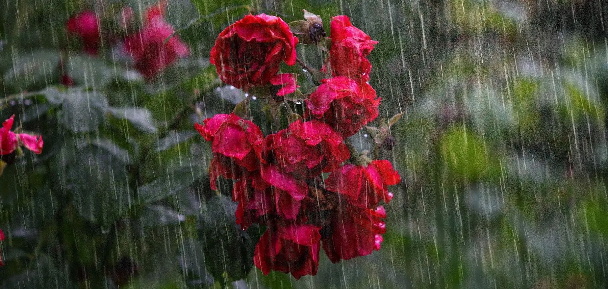 Буде дощ. Прогноз погоди для Хмельниччини на 16 липня - vsim.ua