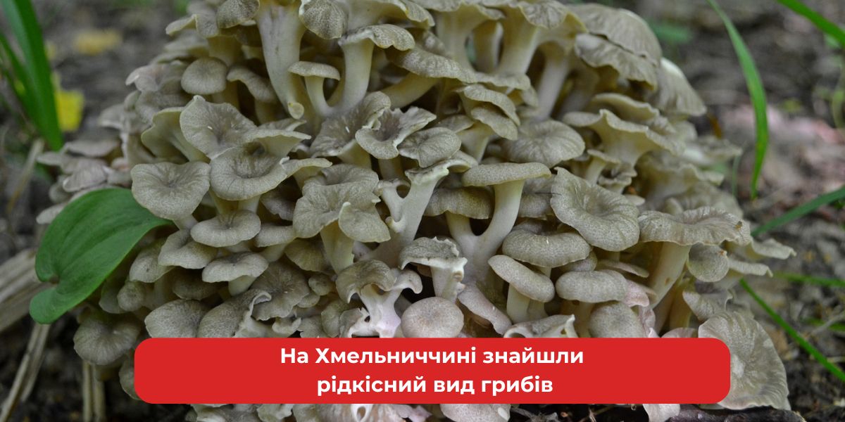 На Хмельниччині знайшли рідкісний вид грибів - vsim.ua